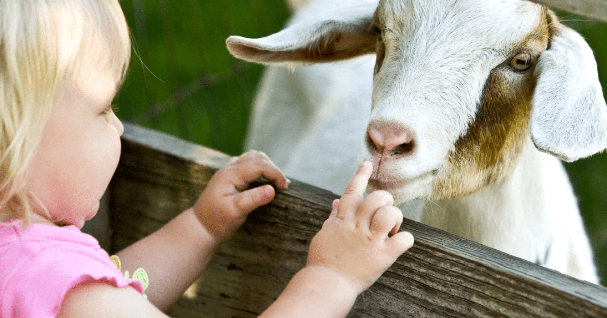 Tips to stay healthy at animal exhibits | Minnesota Association of ...